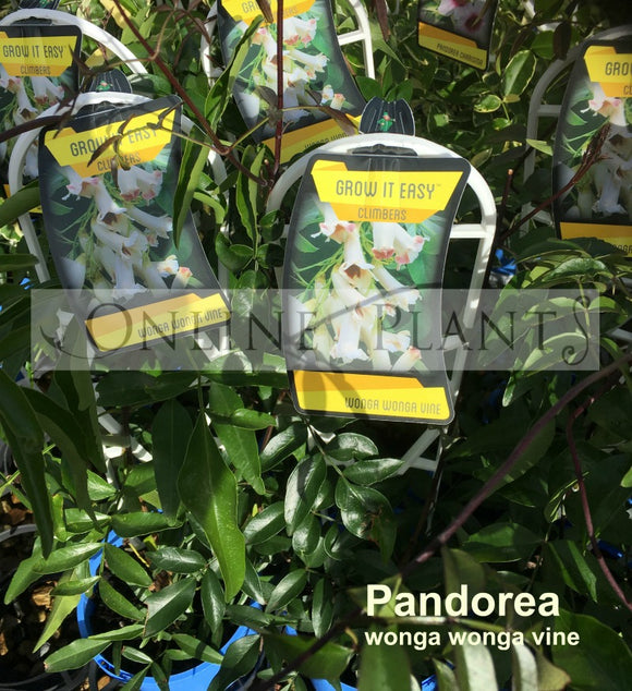 Pandorea Pandorana Wonga Wonga Vine for Sale | Online Plants Australia