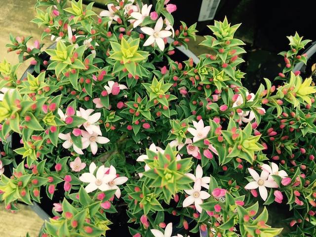 Philotheca Cascade of Stars for Sale | Online Plants Australia