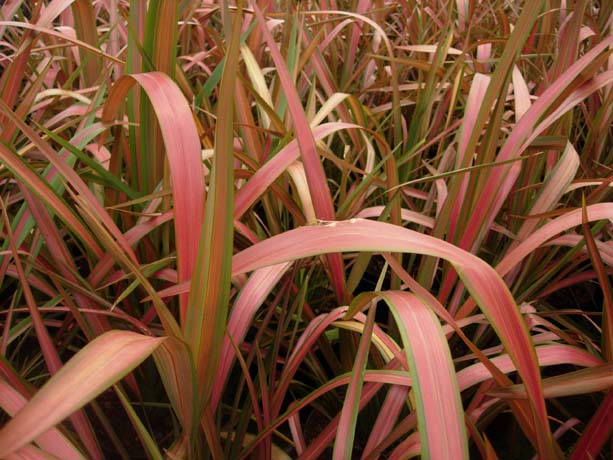 Phormium Flax Jester Plants for Sale | Online Plants Australia