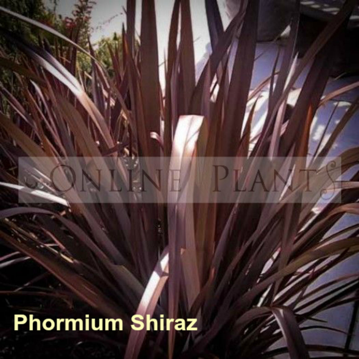 Phormium Flax Shiraz Plants for Sale | Online Plants Australia