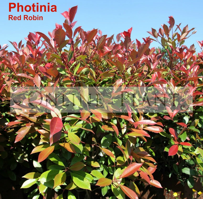 Photinia Hedges, Plants & Trees for Sale - Online Plants