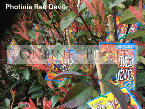 Photinia Red Devil Plants for Sale, Online Plants Australia