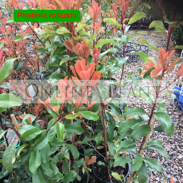 Buy Photinia Plants Online Australia | Hedging & Screening | Online Plants