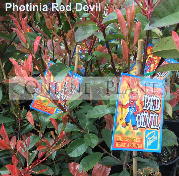 Photinia Red Devil Plants for Sale, Online Plants Australia