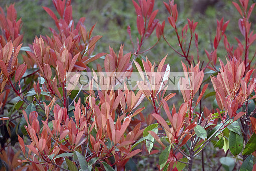 Buy Photinia Plants Online Australia | Hedging & Screening | Online Plants
