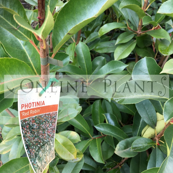 Buy Photinia Plants Online Australia | Hedging & Screening | Online Plants