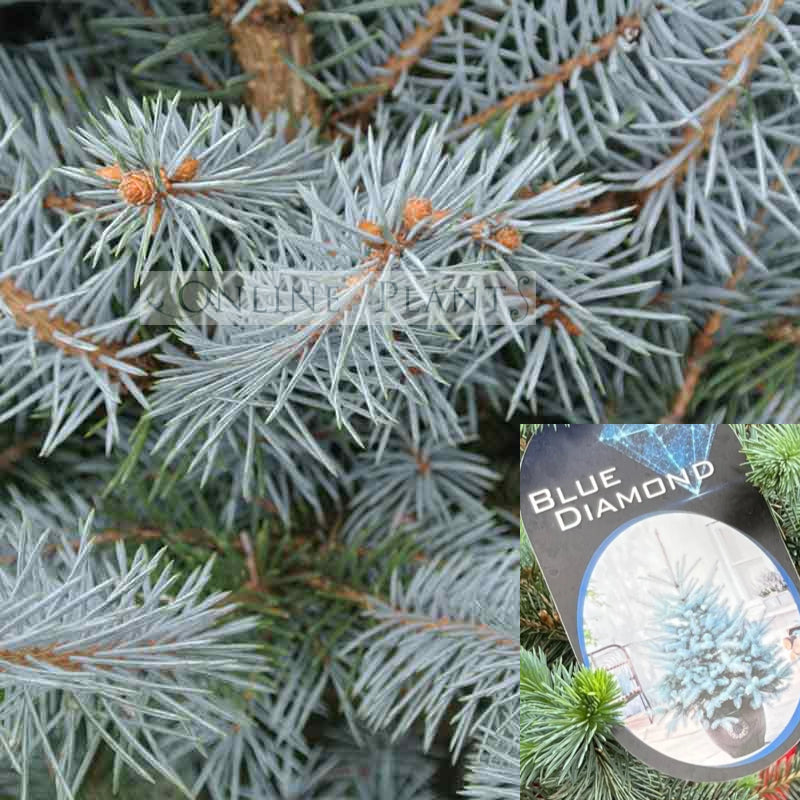 Picea pungens Blue Diamond