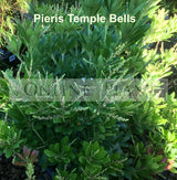 Pieris Japonica Temple Bells for Sale | Online Plants Australia