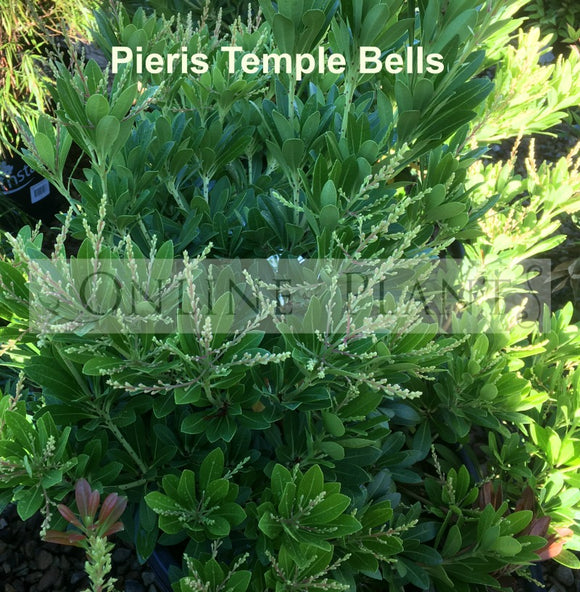 Pieris Japonica Temple Bells for Sale | Online Plants Australia