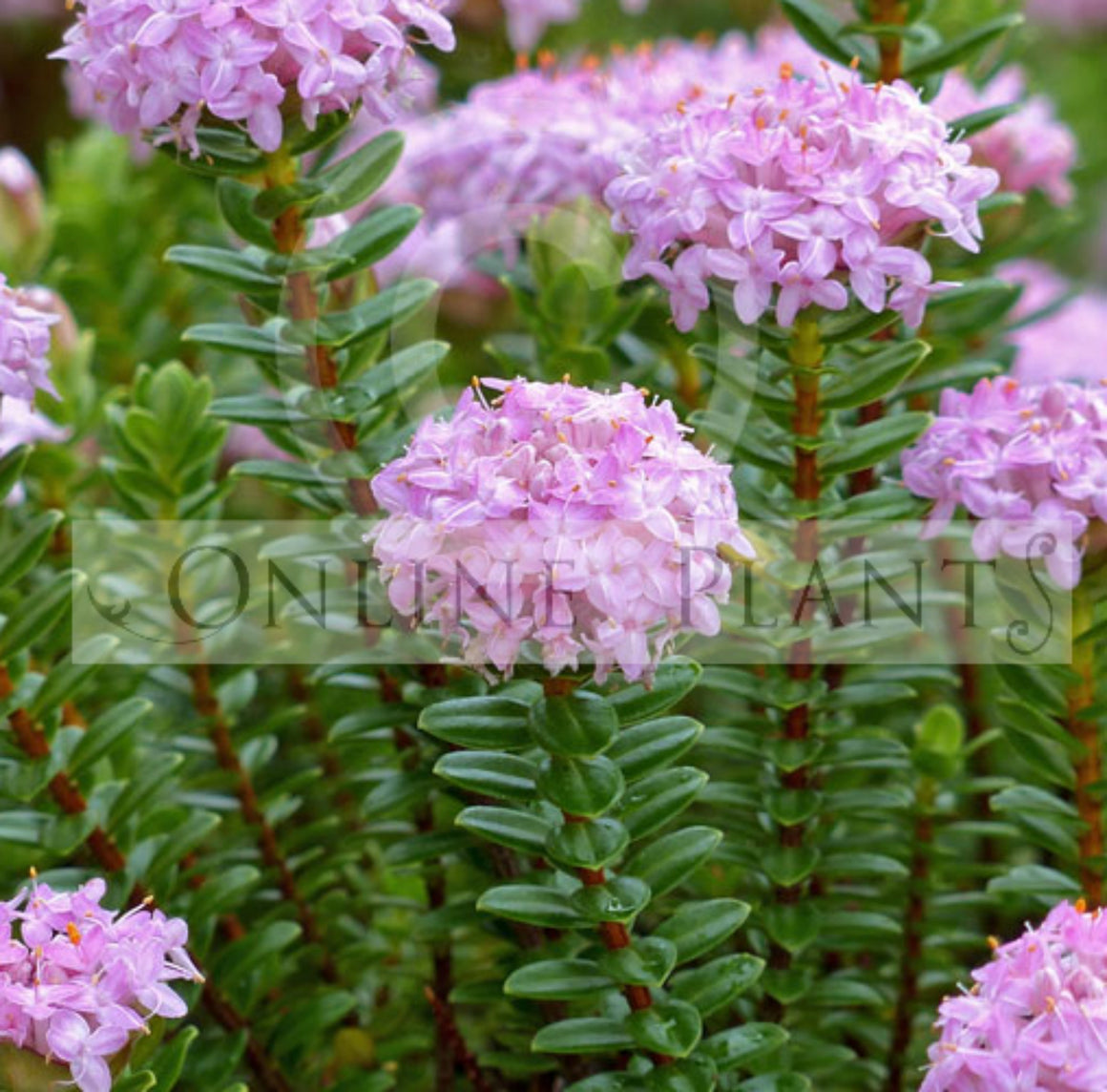 Pimelea Bonne Petite Plants for Sale | Online Plants Australia
