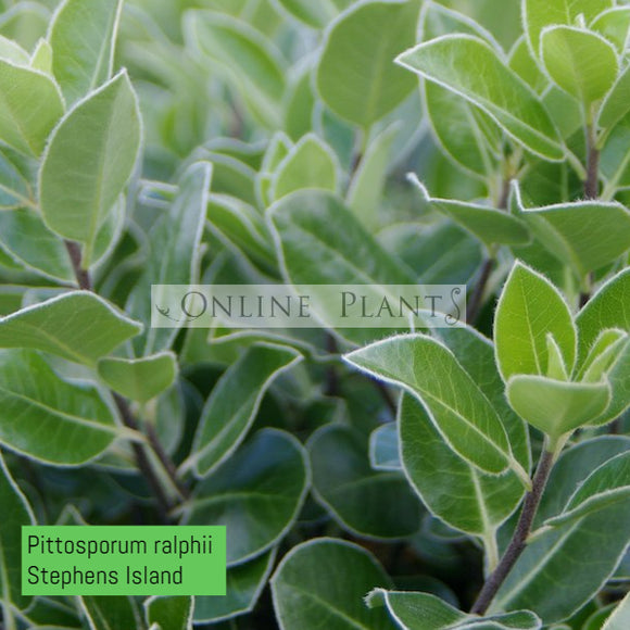 Pittosporum Ralphii Stephens Island For Sale | Online Plants Melbourne ...