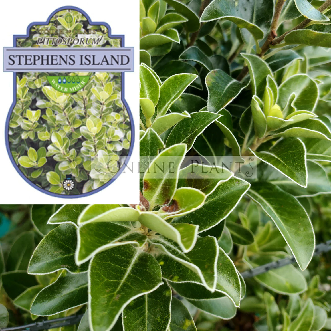 Pittosporum Ralphii Stephens Island For Sale | Online Plants Melbourne ...