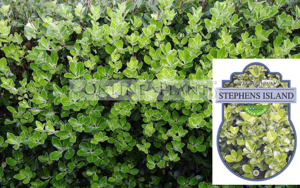 Pittosporum Ralphii Stephens Island For Sale | Online Plants Melbourne ...