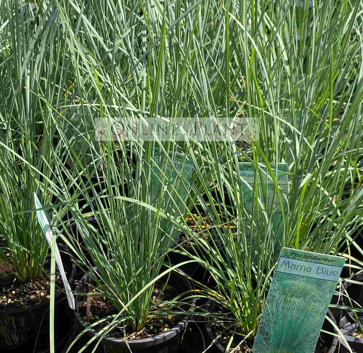 Poa Labillardieri Marna Blue for Sale | Online Plants Melbourne