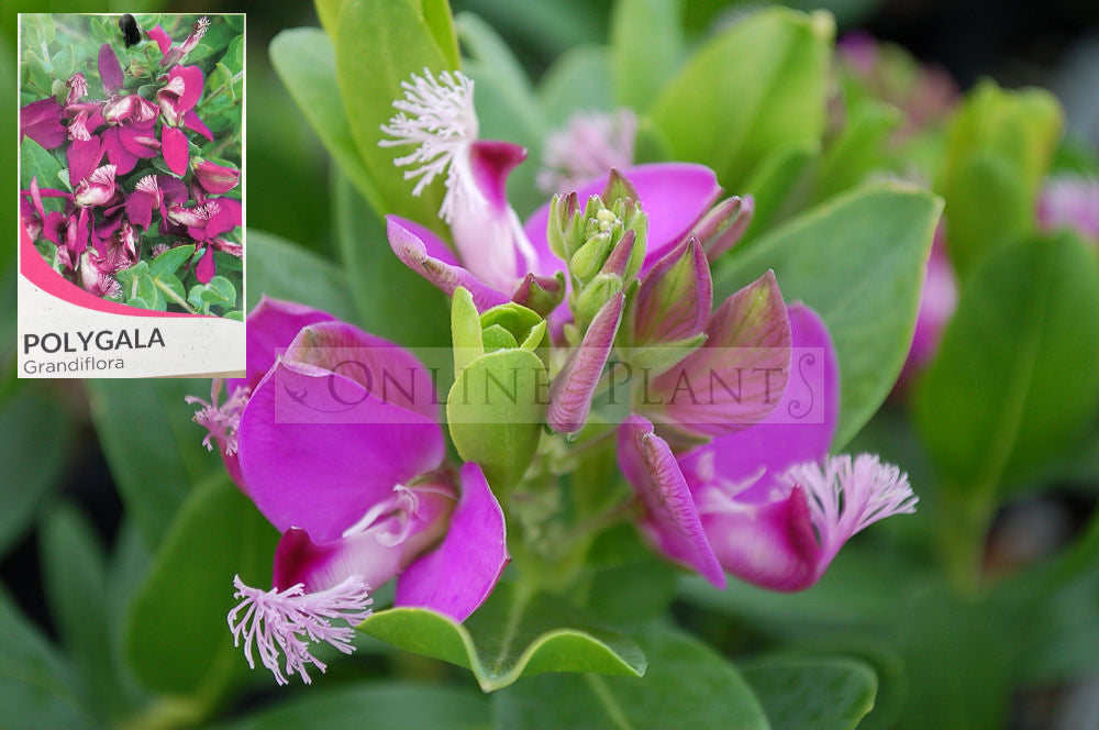 Polygala Grandiflora Plants for Sale | Online Plants Australia