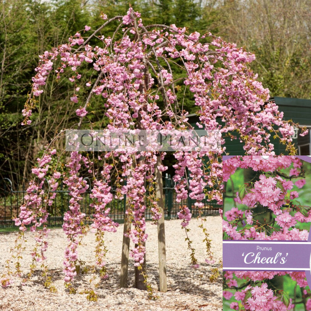 Prunus Serrulata ‘Cheal’s Weeping Cherry’ – Flowering Tree Australia