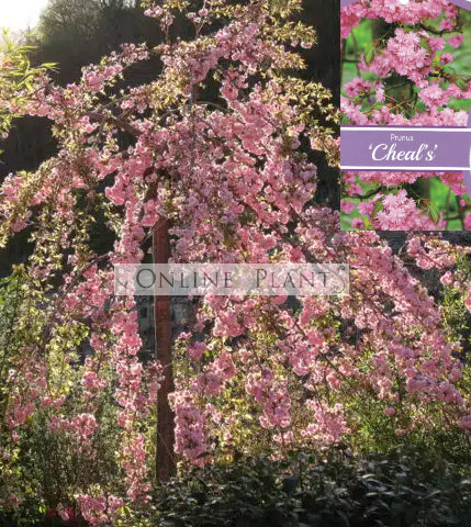 Prunus Serrulata ‘Cheal’s Weeping Cherry’ – Flowering Tree Australia