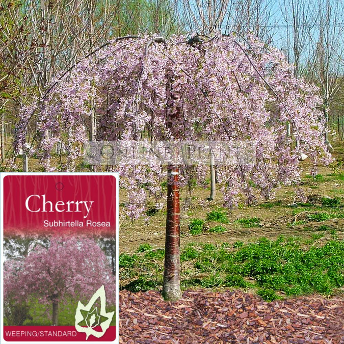 Prunus subhirtella Double Pink Weeping Cherry Tree – Australia