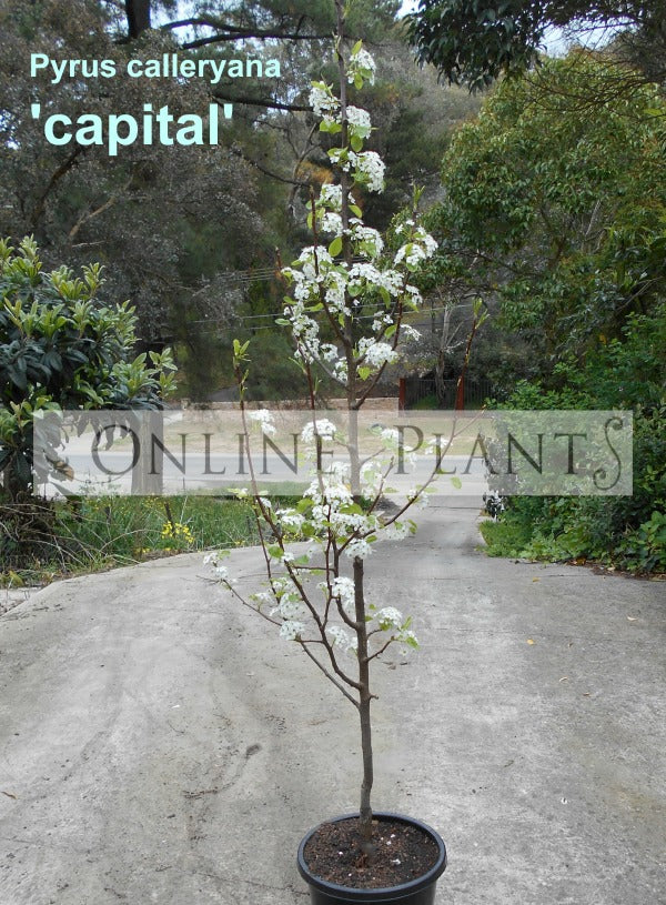 Pyrus Calleryana Capital, Ornamental Pear for Sale | Online Plants