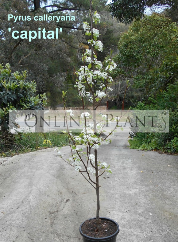 Pyrus Calleryana Capital, Ornamental Pear for Sale | Online Plants