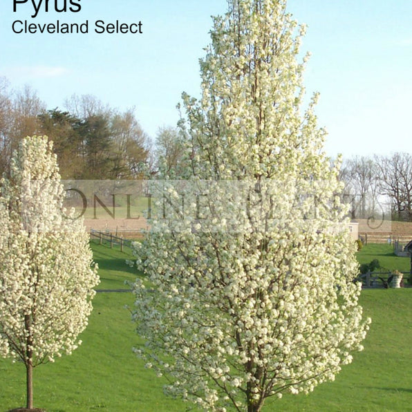Ornamental Pear Tree for Sale, Buy Ornamental Pear Tree & Plants