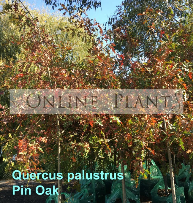 Quercus palustris Pin Oak for Sale | Online Plants Australia