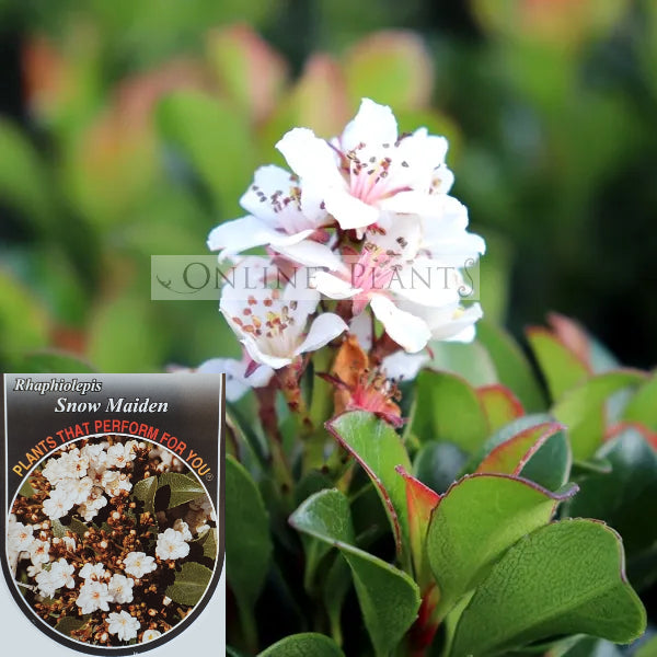 Raphiolepsis Snow Maiden for Sale, Online Plants Australia