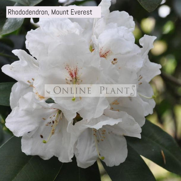 Buy Rhododendron Plant for Sale, Online Plants