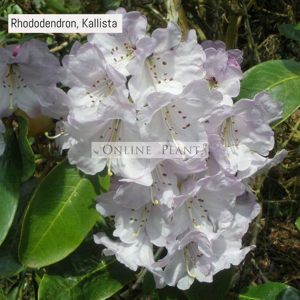 Buy Rhododendron Plant for Sale, Online Plants