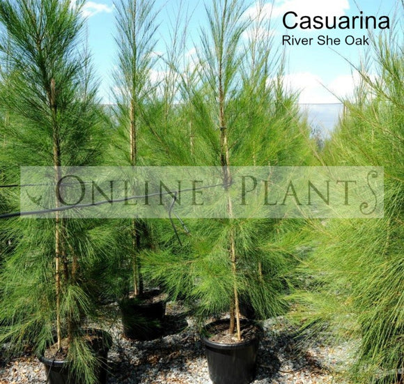 Casuarina River She-Oak plants for sale - Online Plants Melbourne