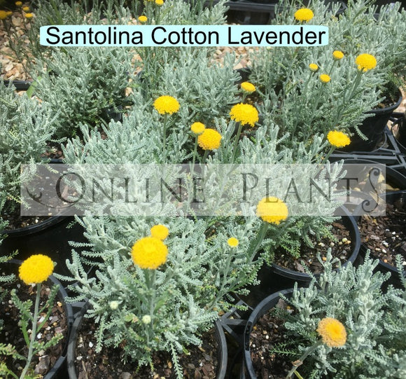 Santolina chamaecyparissus Cotton Lavender for Sale | Online plants ...