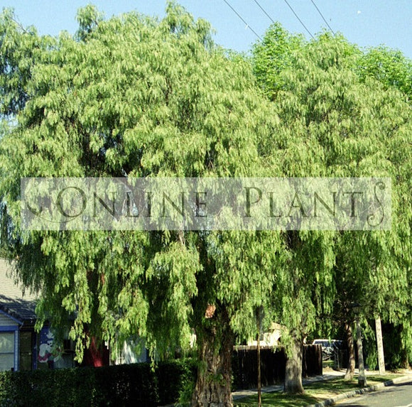 Schinus Molle, Pepper Tree for Sale | Online Plants Australia