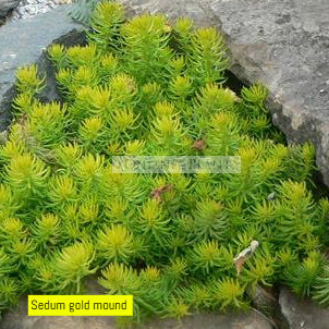 Sedum Gold Mound Plants for Sale | Online Plants Australia