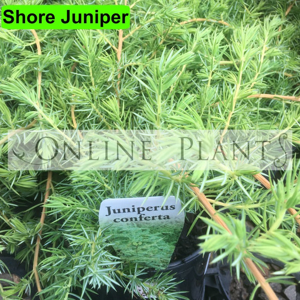 Coniferous Trees for Sale – Online Plants Melbourne