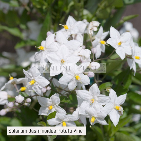 Solanum Jasminoides Potato Vine for Sale | Online Plants Australia