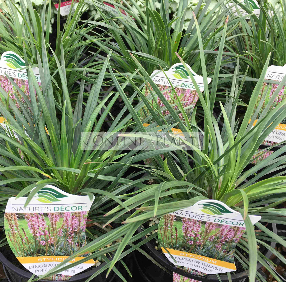 Stylidium Dinosaur Grass - Online Plants Melbourne