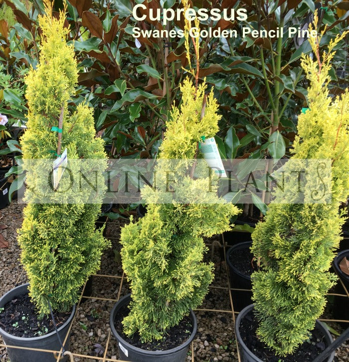 Golden Pencil Pines Tree for Sale - Buy Australian Plants Online