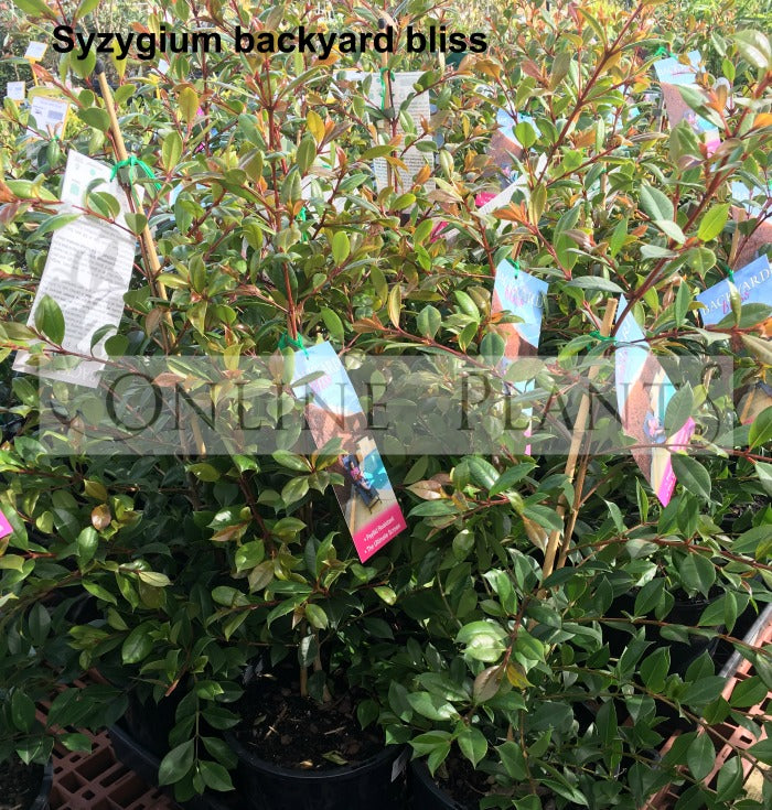 Lilly Pilly Backyard Bliss - Online Plants Australia