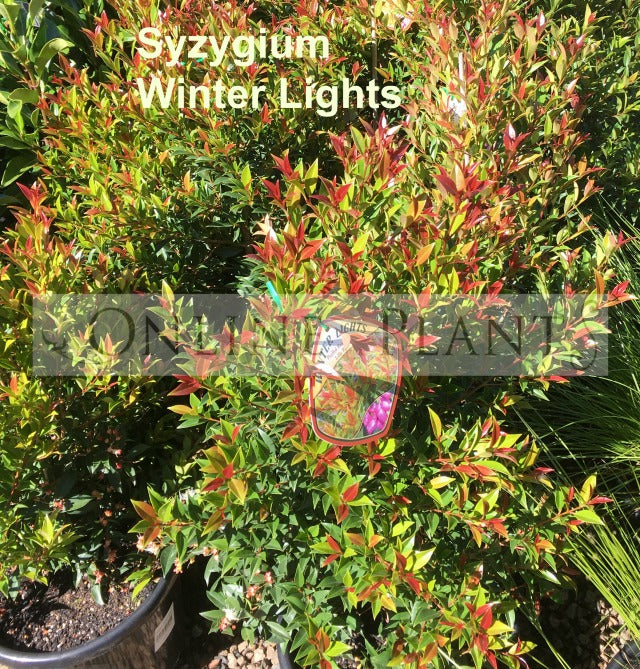Lilly Pilly Winter Lights | Online Plants Australia