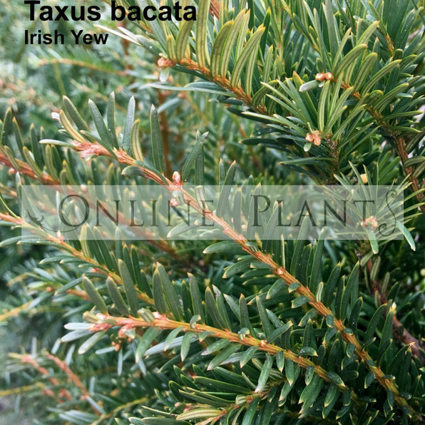 Coniferous Trees for Sale – Online Plants Melbourne