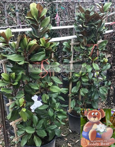 Espalier Magnolia Teddy Bear