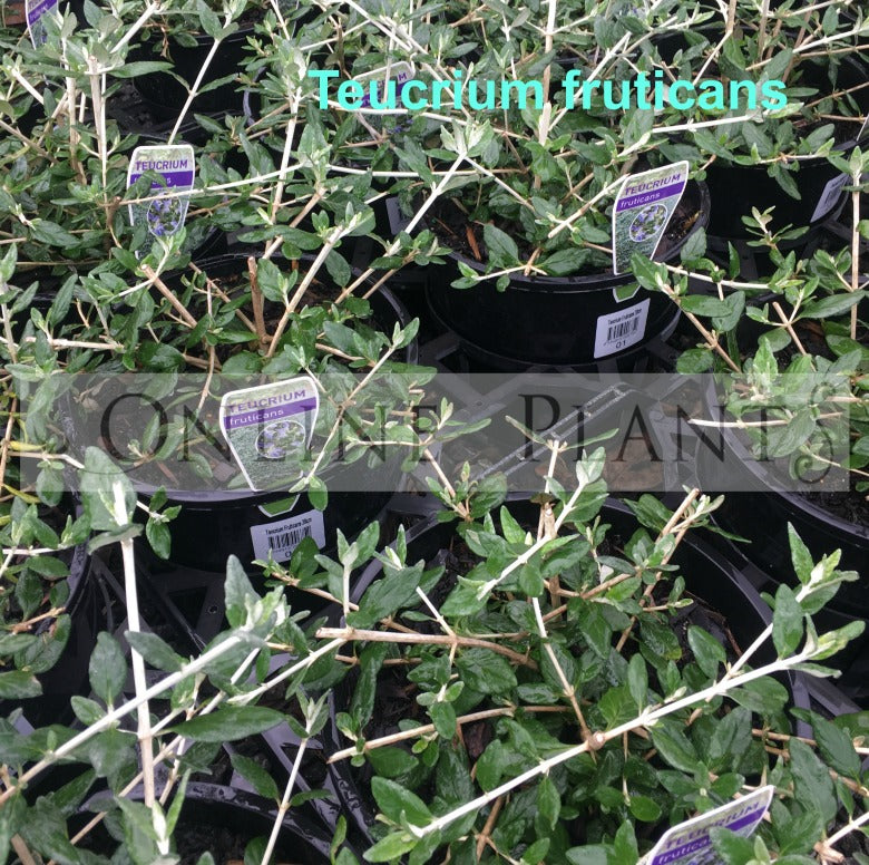 Buy Teucrium fruticans Germander Silver Box| Online Plants