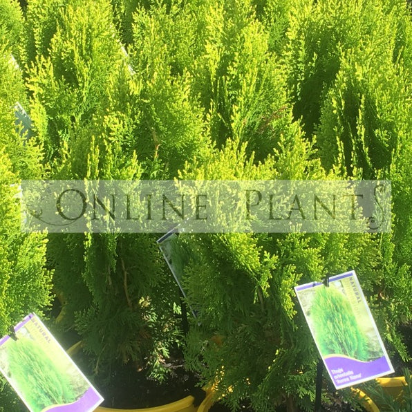 Coniferous Trees for Sale – Online Plants Melbourne