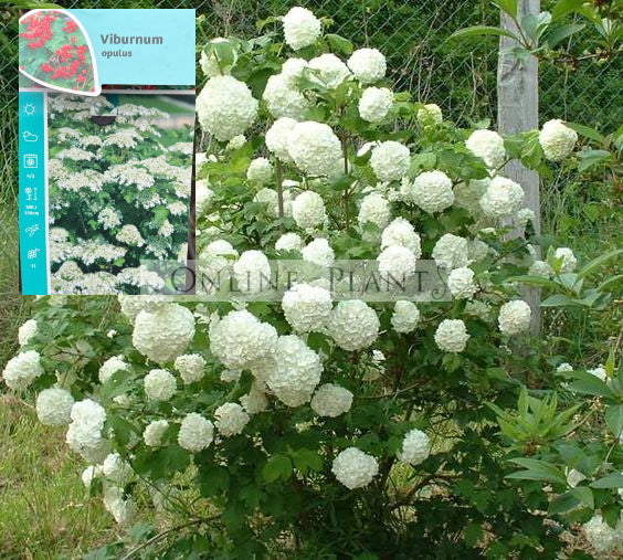Viburnum Opulus Snowball Tree for Sale Melbourne