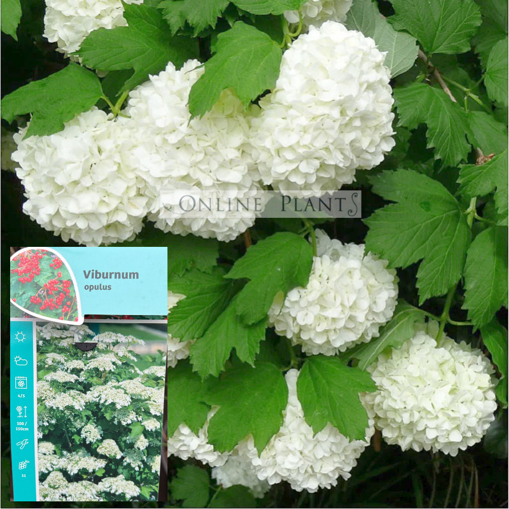 Viburnum Opulus Snowball Tree for Sale Melbourne