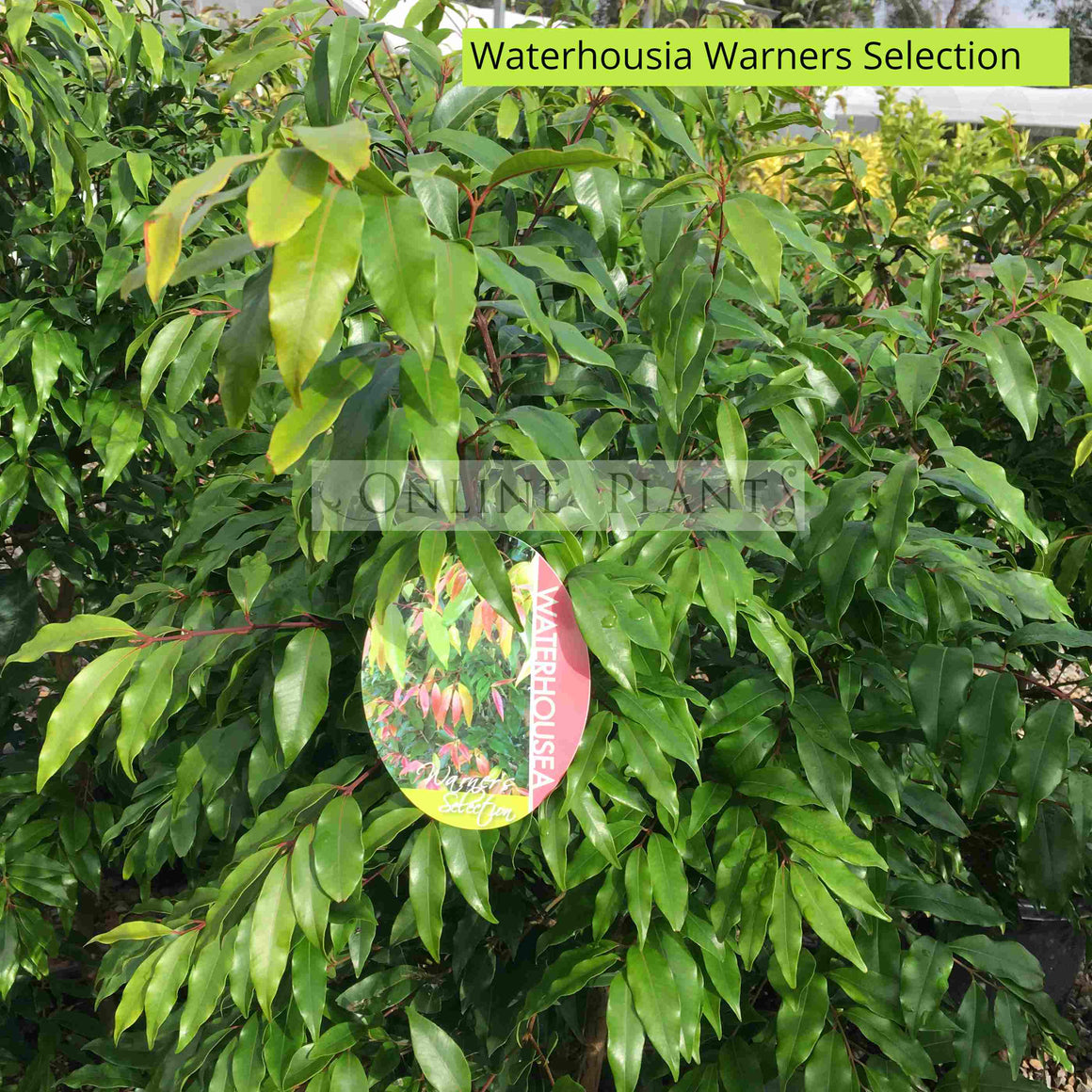Waterhousia Warners Selection For Sale | Online Plants