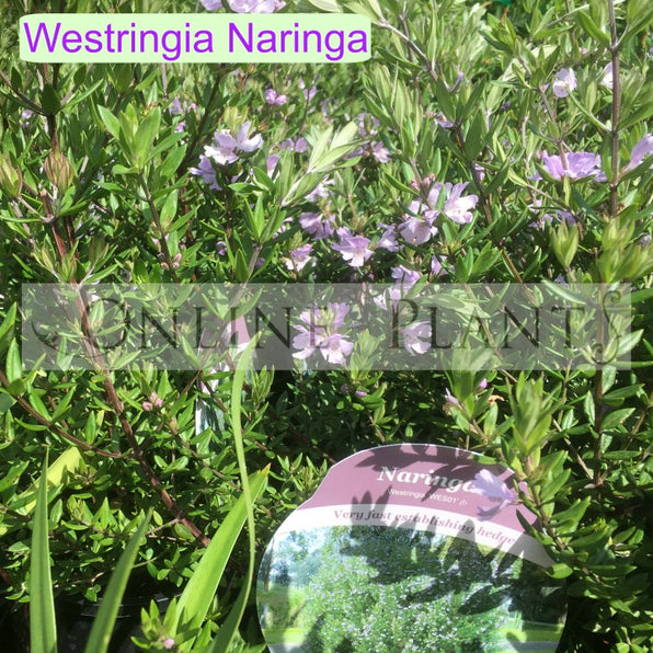 Westringia Plants for Sale Australia — Coastal Rosemary | Online Plants