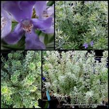 Westringia Fruticosa Variegated for Sale | Online Plants Australia