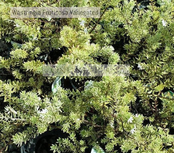 Westringia Plants for Sale Australia — Coastal Rosemary | Online Plants