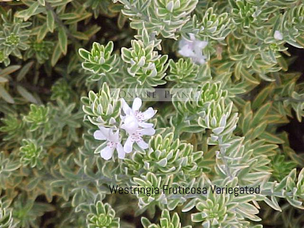 Westringia Plants for Sale Australia — Coastal Rosemary | Online Plants